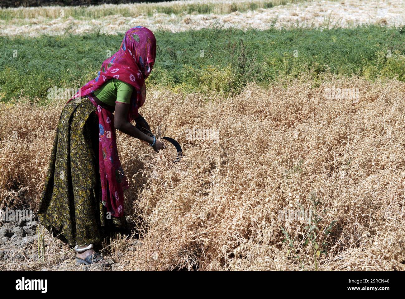 Rajasthani woman harvesting wheat crops in field, Rajasthan, India ...