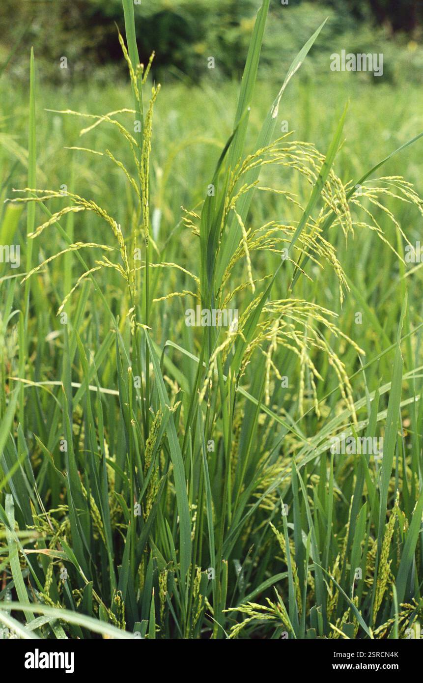Rice crops in field, India, Asia Stock Photo - Alamy
