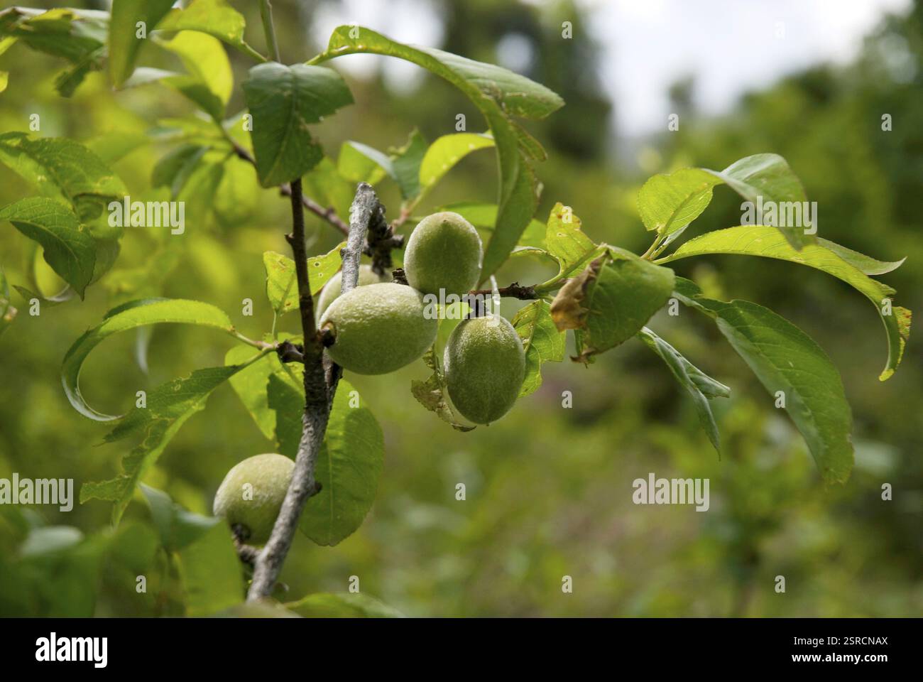 Indian plum tree hi-res stock photography and images - Alamy