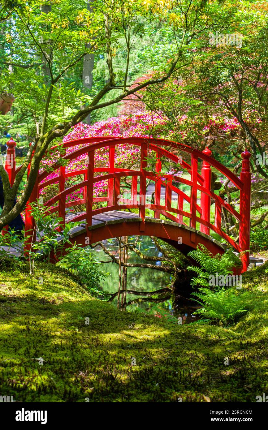 Red Japanese bridge and yellow rhododdendron blossoms in Japanese ...