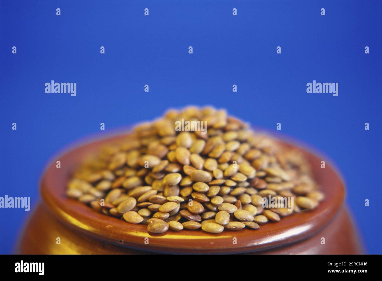 Horse gram macrotyloma uniflorum, India, Asia Stock Photo - Alamy