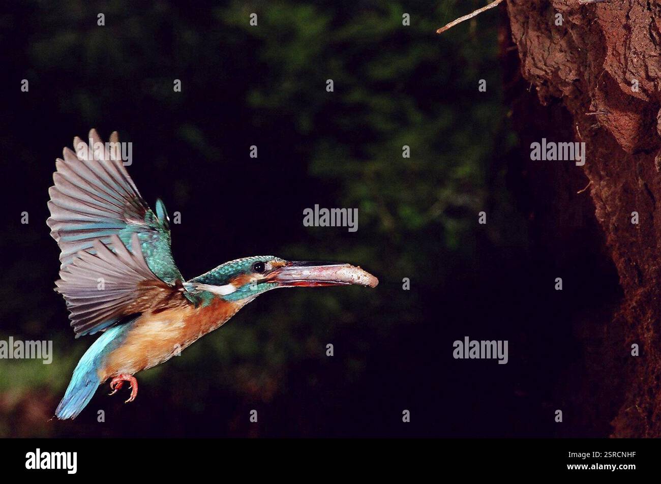 Birds, Small blue kingfisher alcedo atthis in flight, Kanakapura ...