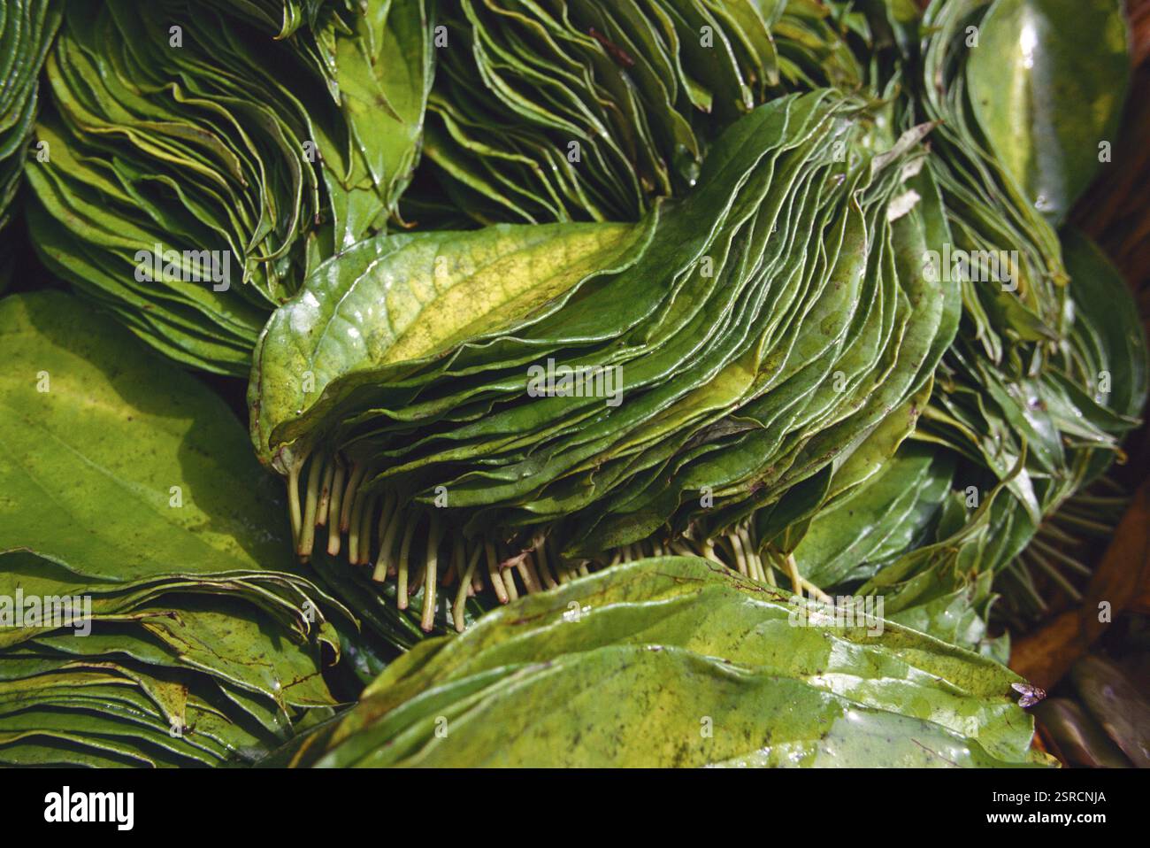 Paan leaves myanmar hi-res stock photography and images - Alamy