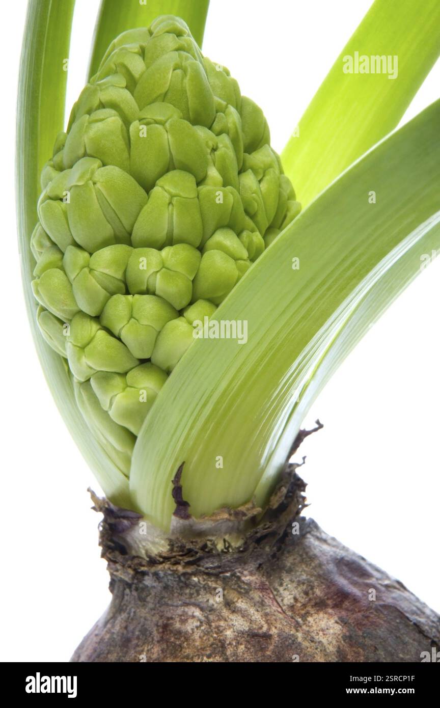 hyacinth with soil and root system isolated on the white backgro Stock ...