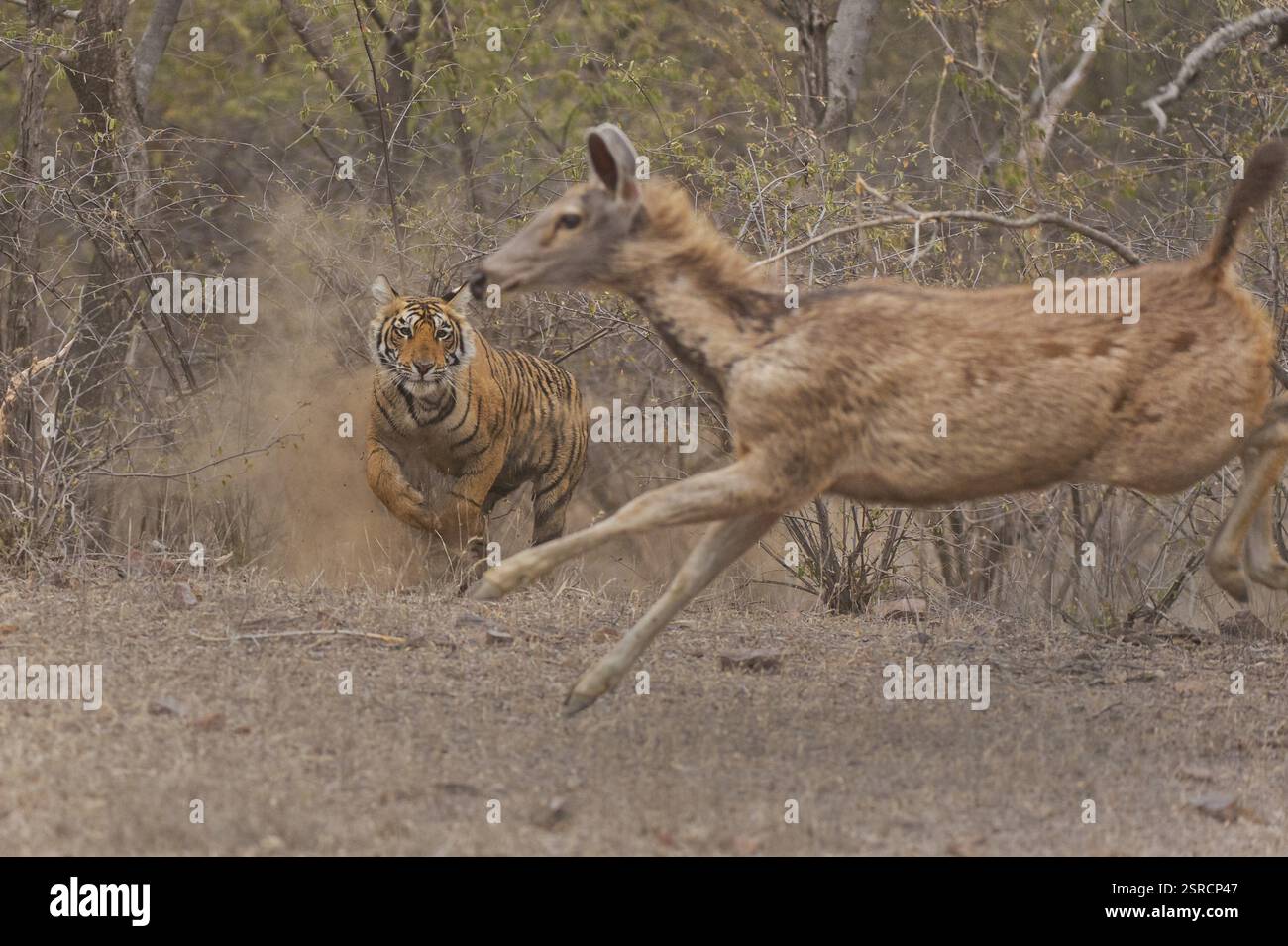 Tiger attack on Sambar deer in Ranthambhore national park, rajasthan ...