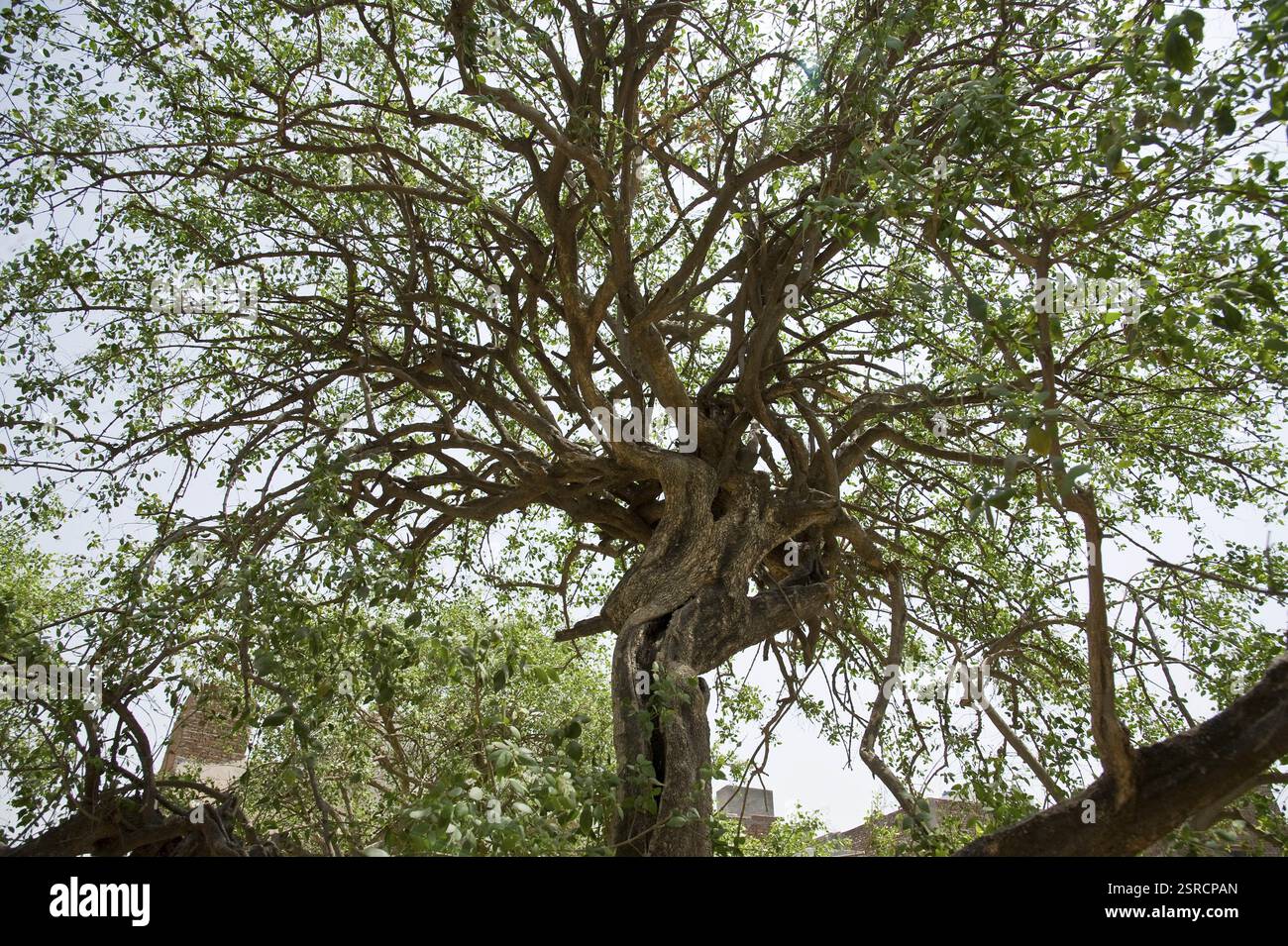 Tree in nidhivan, vrindavan, uttar pradesh, india, asia Stock Photo - Alamy