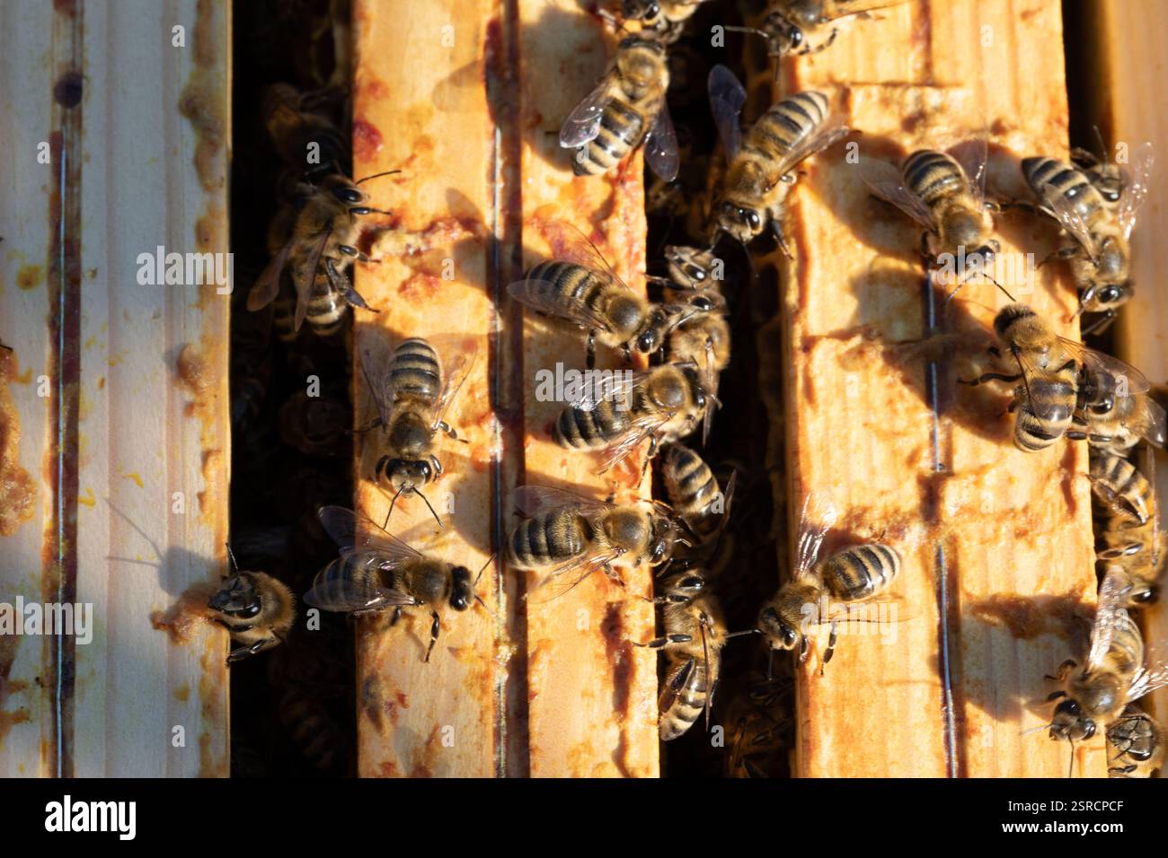 A CloseUp View of Bees on Wooden Bee Frames Inside a Beehive, Capturing ...