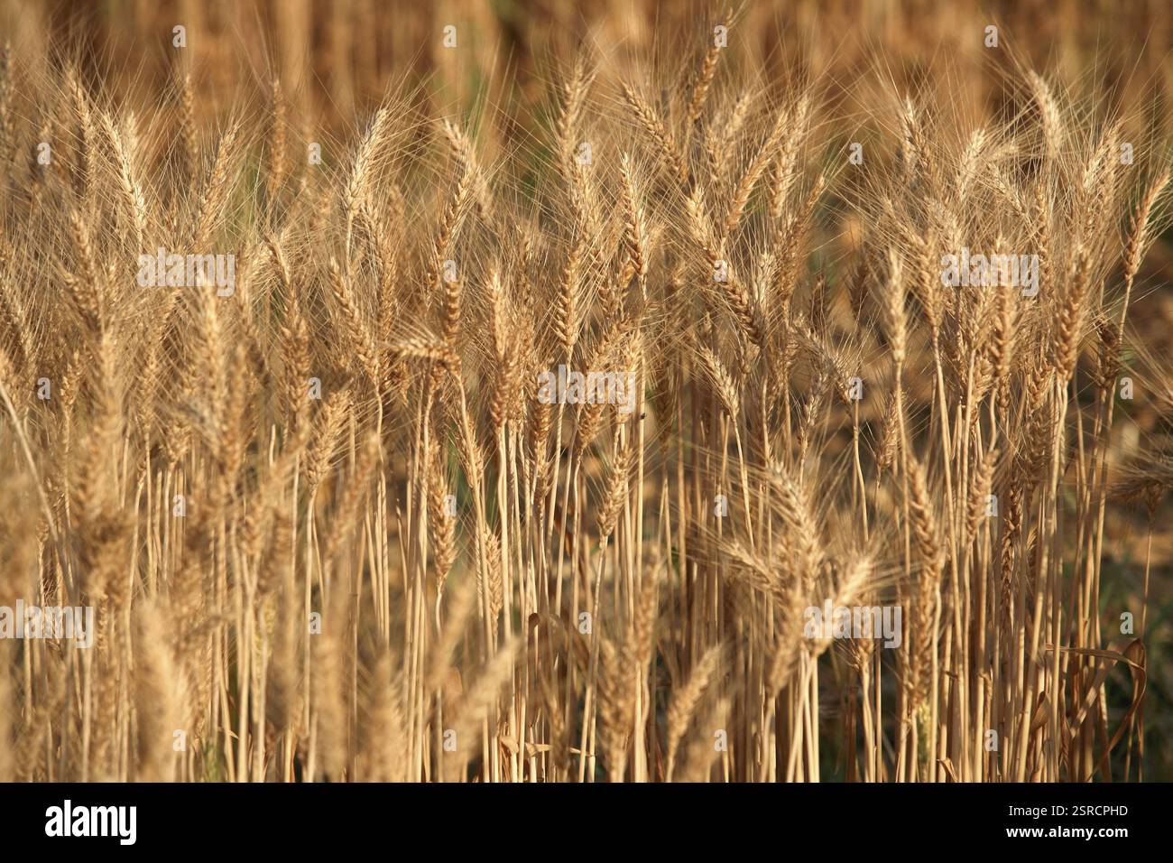 Golden wheat kernels ready for harvest in field, Bhopal, Madhya Pradesh ...