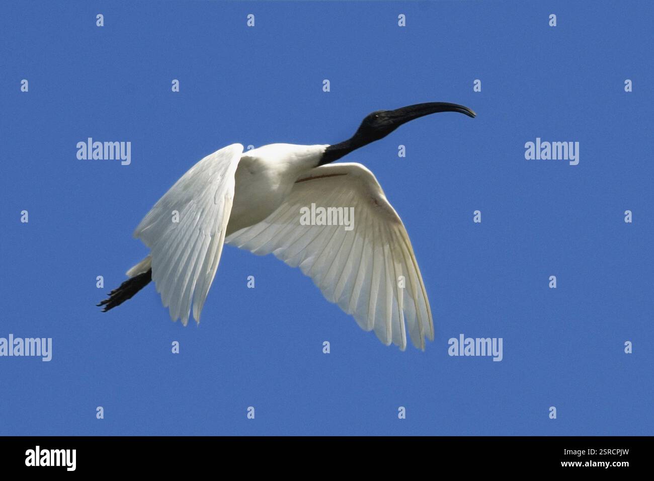 White Ibis in flight India Asia Stock Photo - Alamy