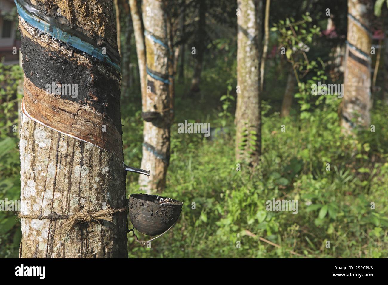 Ficus trees hi-res stock photography and images - Alamy