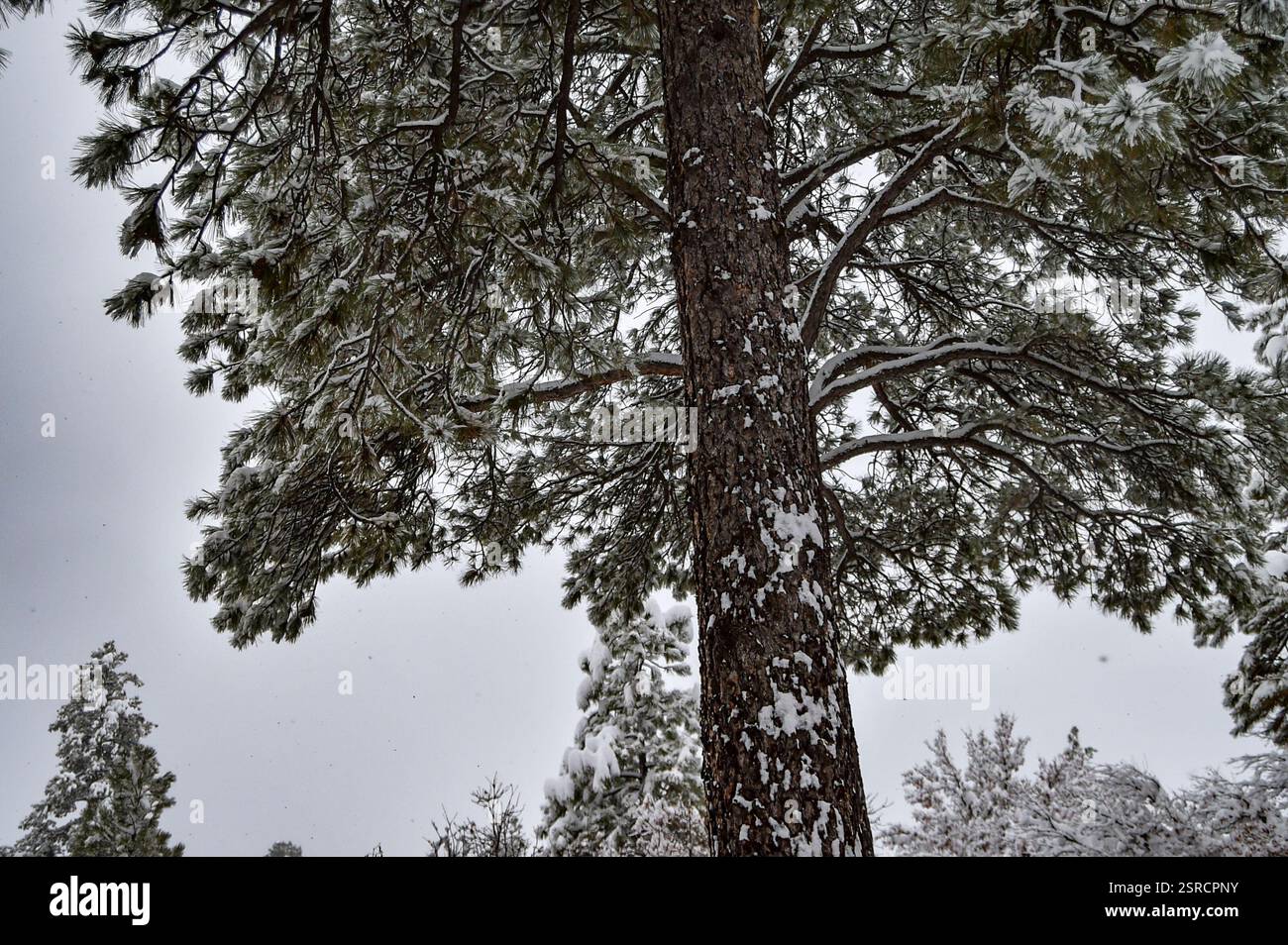 Durango colorado christmas hi-res stock photography and images - Alamy