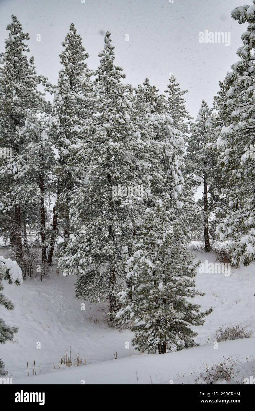 White juan blizzard hi-res stock photography and images - Alamy