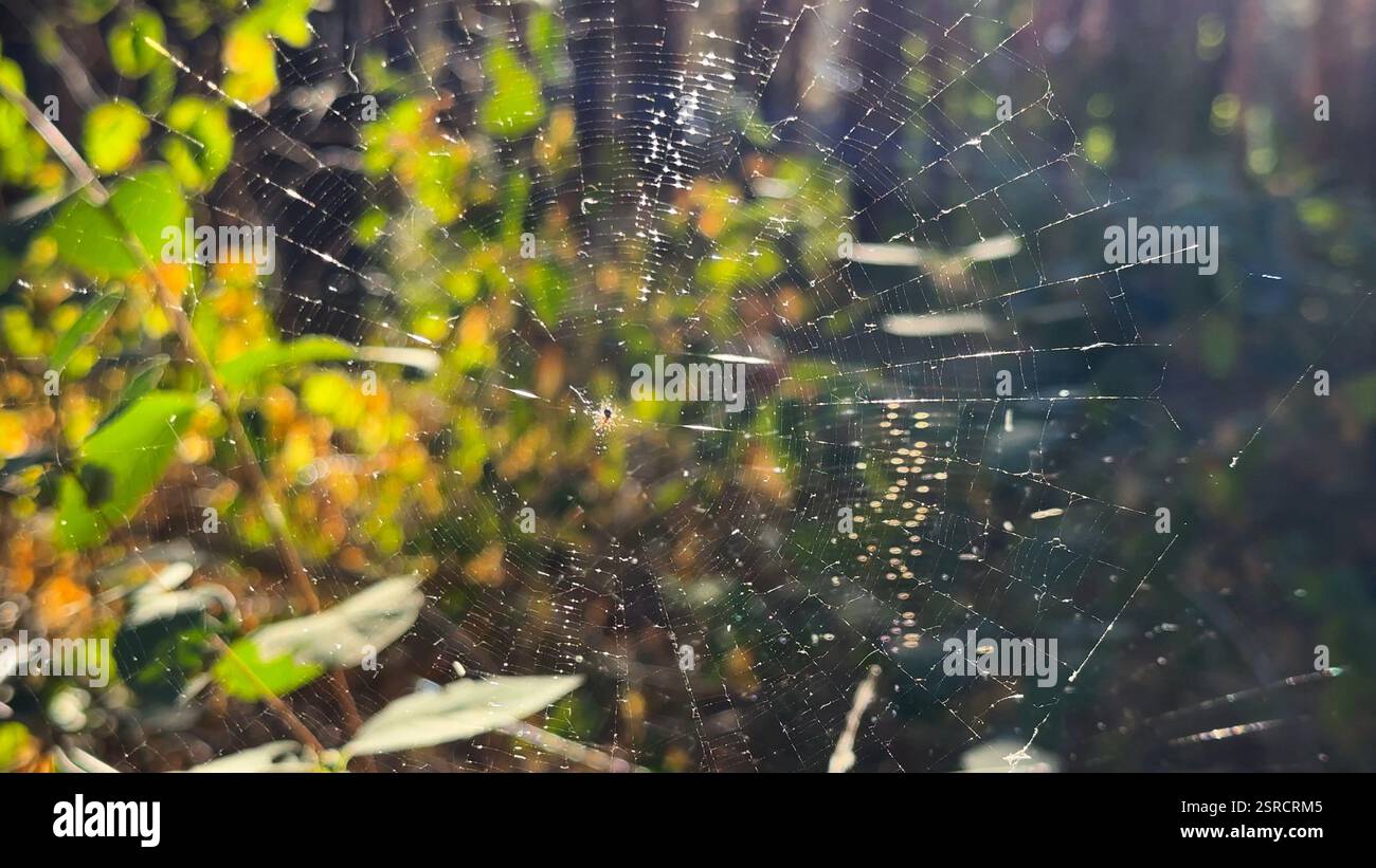 Spiderweb swaying in wind at forest with sunlight at background. Spider ...