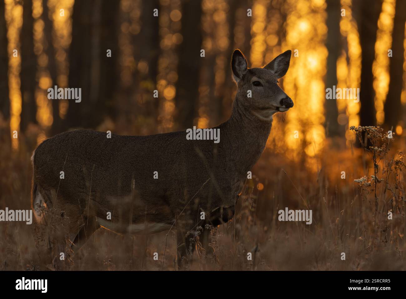 White-tailed doe on an October morning in northern Wisconsin Stock ...
