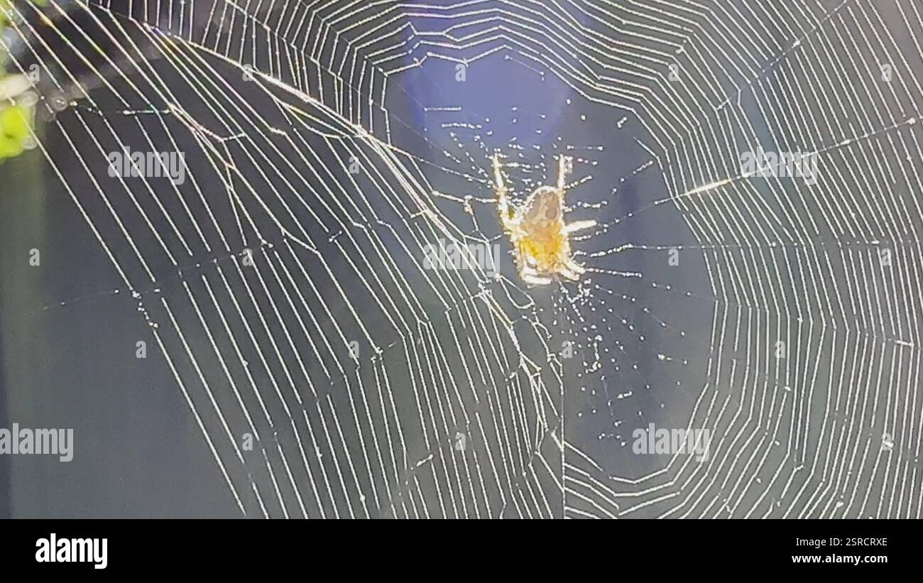Spiderweb swaying in wind at garden with sunlight at background. Spider ...