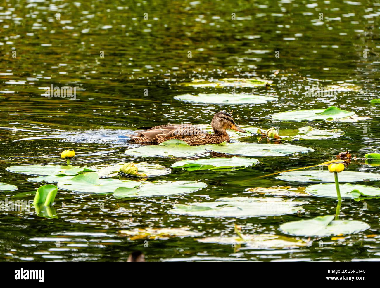 Duck and reeds hi-res stock photography and images - Alamy