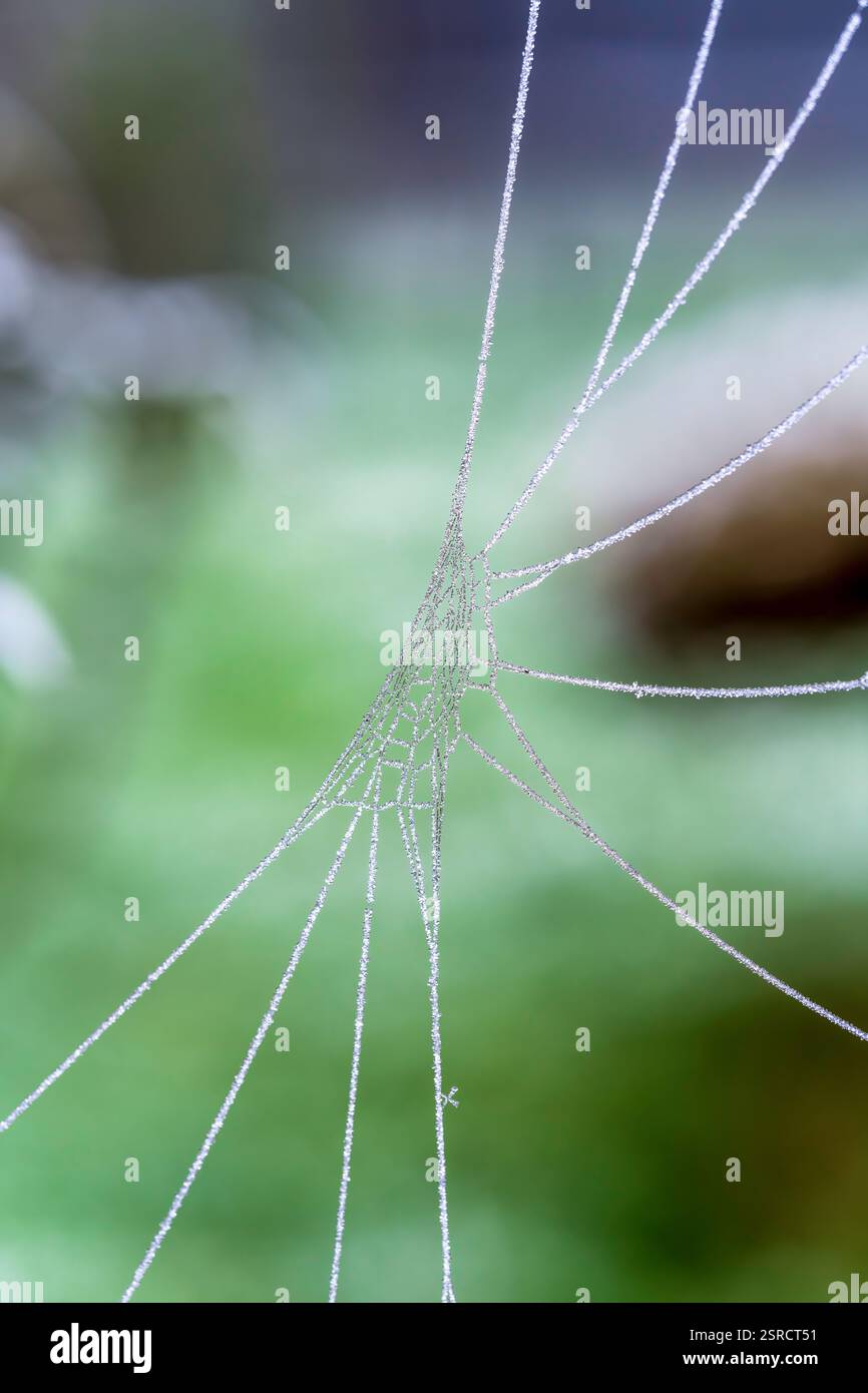 Frozen arachnid architecture hi-res stock photography and images - Alamy