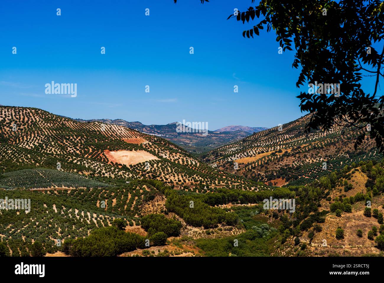 Scenic Hills of Iznájar with Verdant Olive Groves and Rolling ...