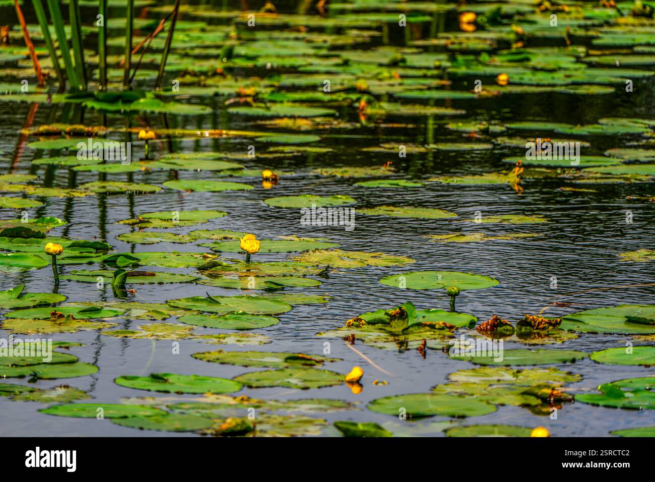 Tranquil Pond with Yellow Water Lilies and Reflective Leaves in a Natural Wetland Habitat Stock ...