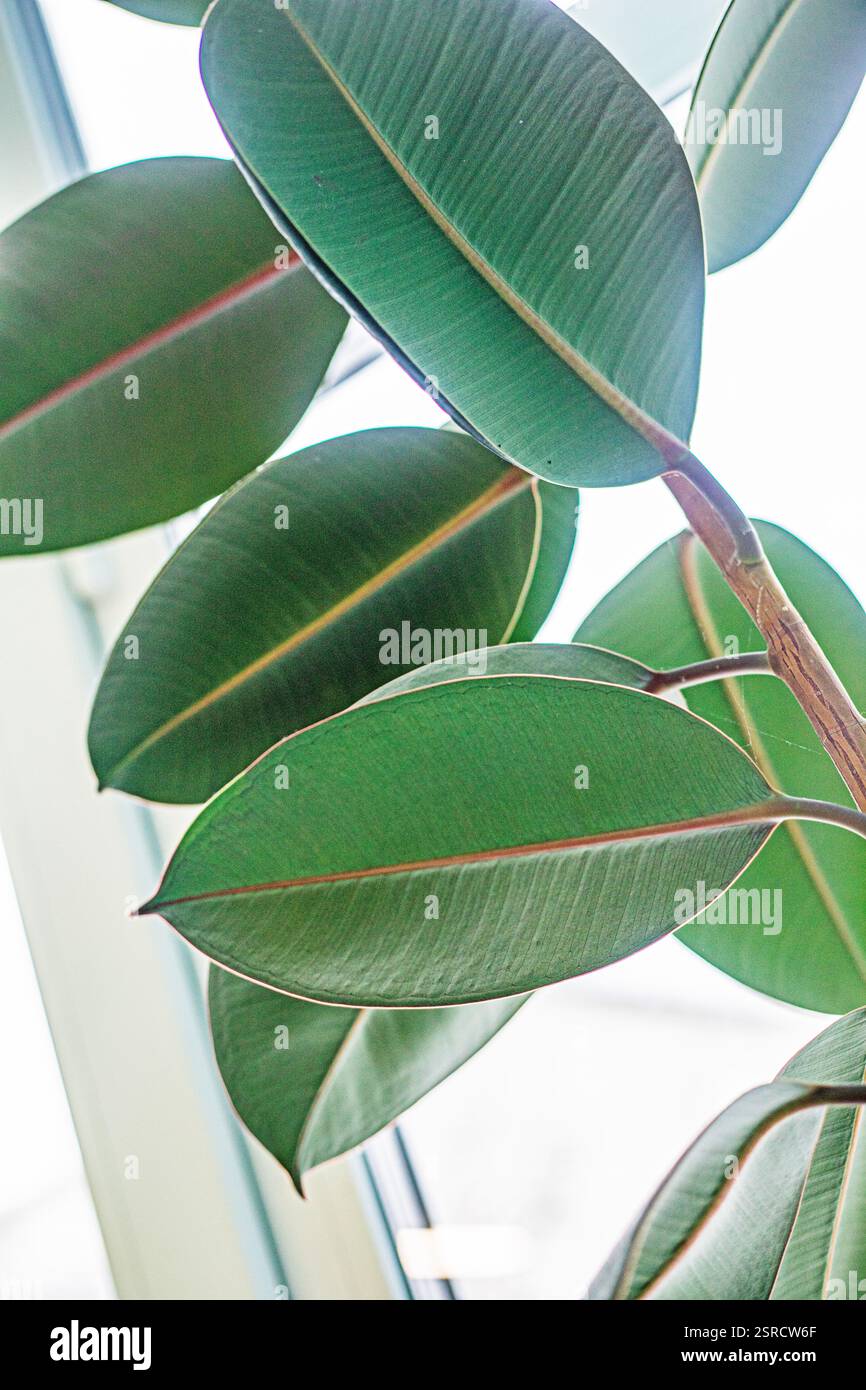 large ficus leaves on a light background. Growing ficus Stock Photo - Alamy