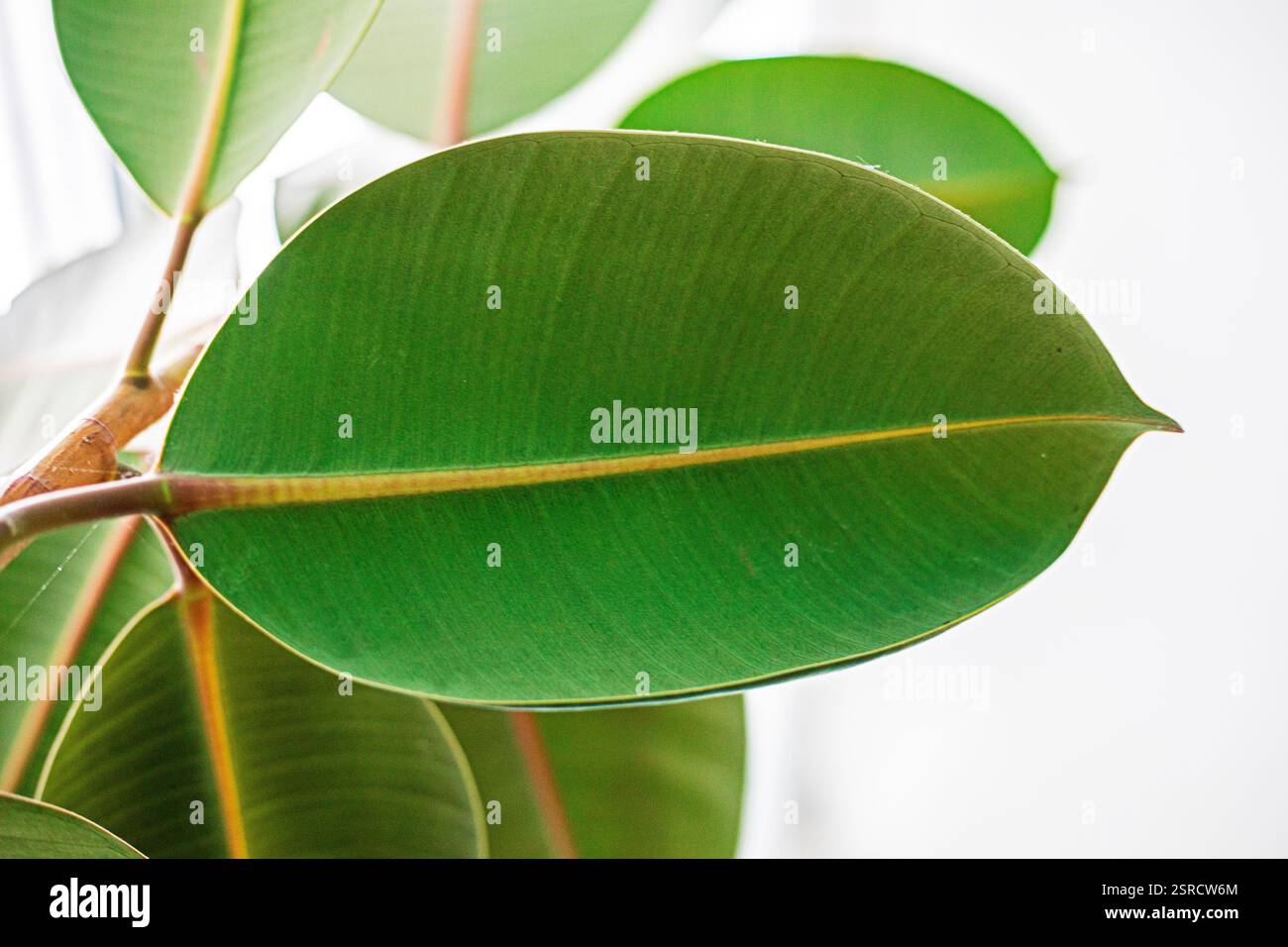 large ficus leaves on a light background. Growing ficus Stock Photo - Alamy