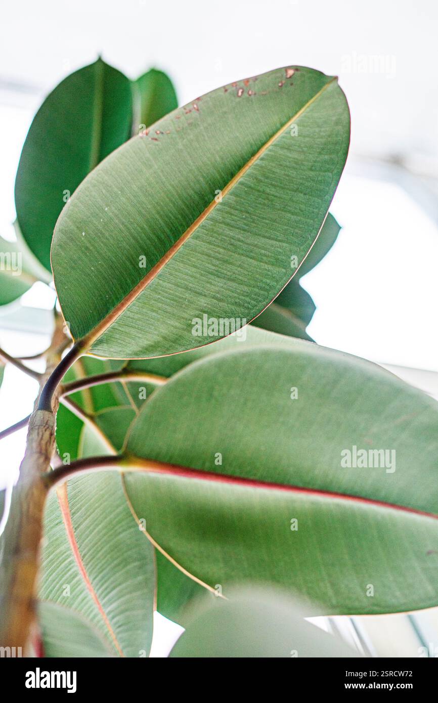large ficus leaves on a light background. Growing ficus Stock Photo - Alamy