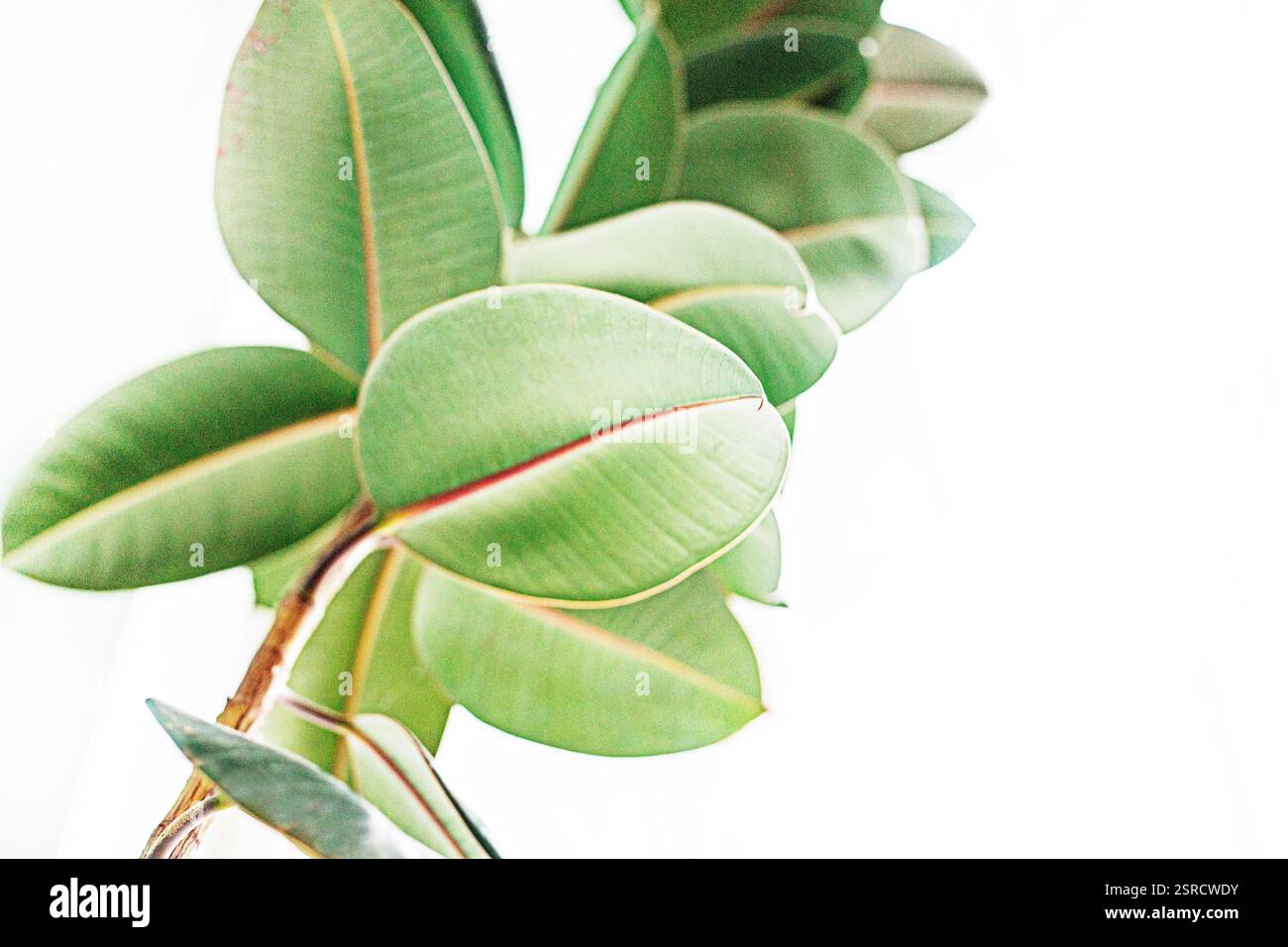 large ficus leaves on a light background. Growing ficus Stock Photo - Alamy