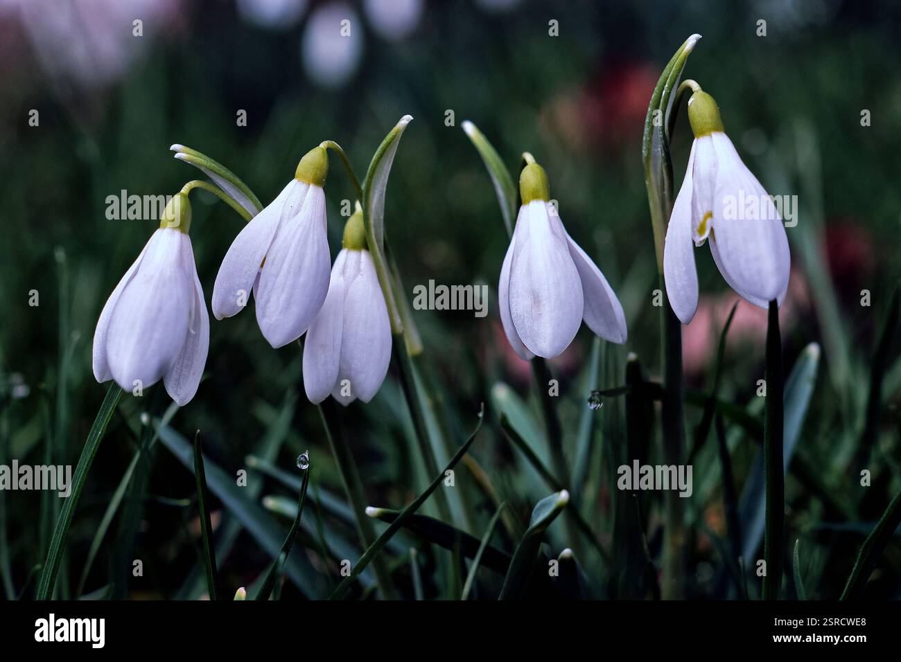 Snowdrop simple hi-res stock photography and images - Alamy