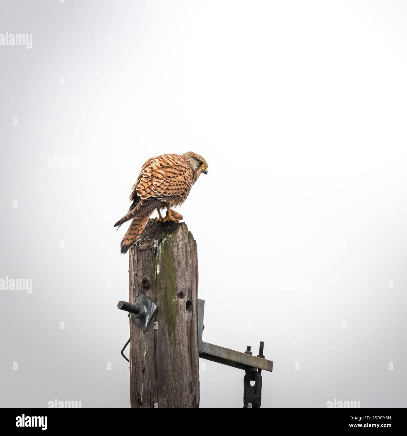 Common female kestrel sitting on a utility pole Stock Photo - Alamy