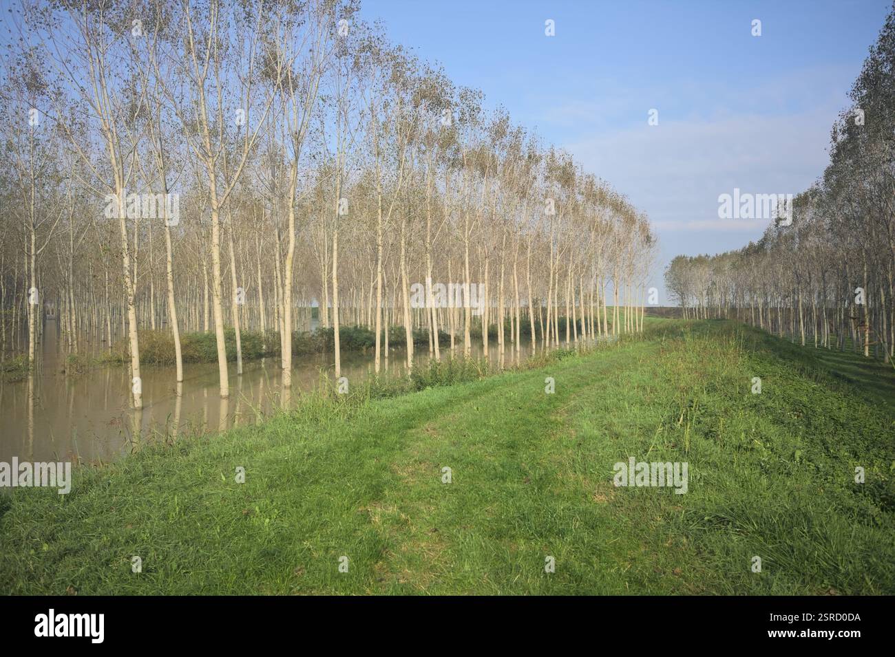 Grassy path on an embankment bordered by flooded groves in the italian ...