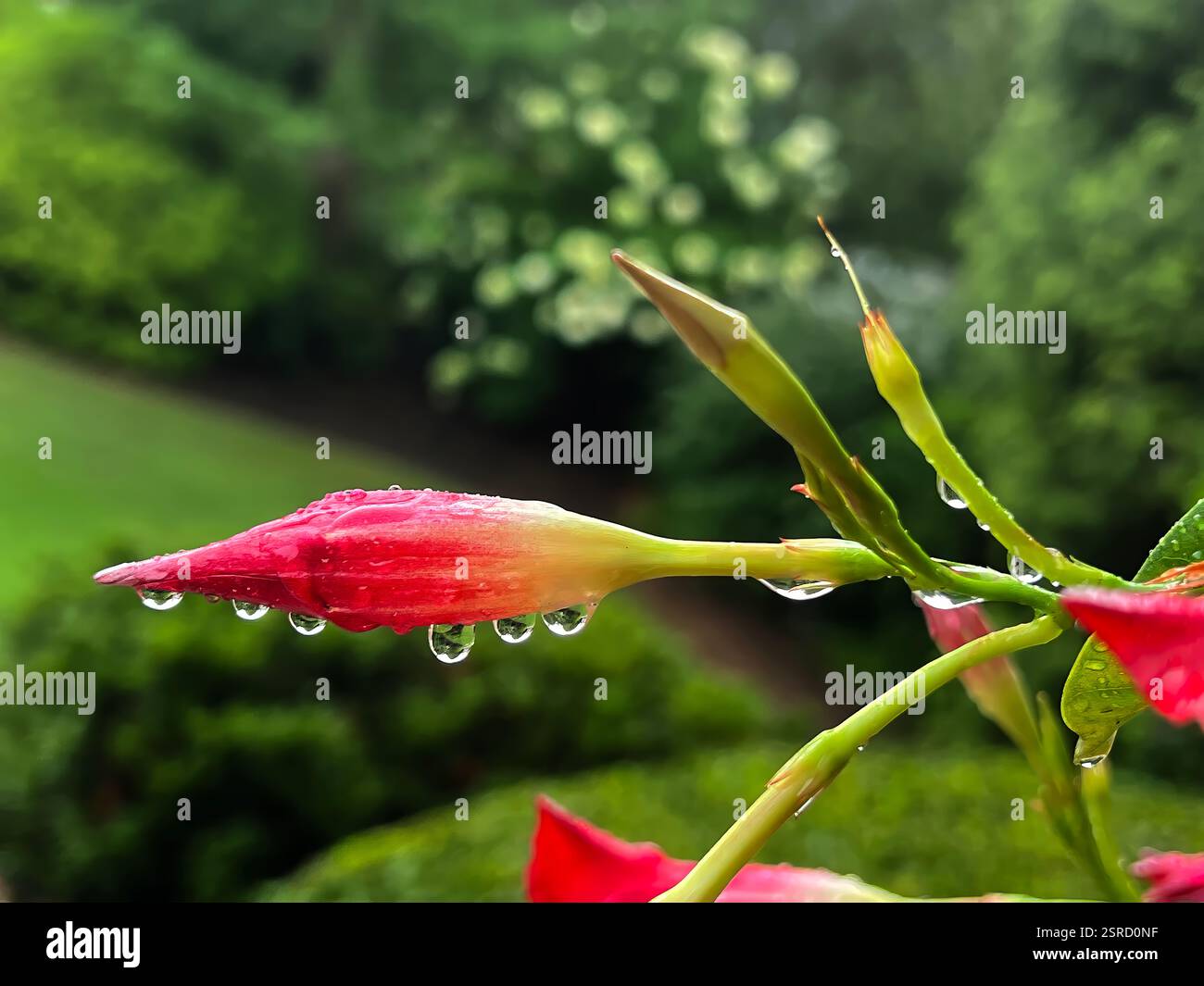 A delicate pink flower bud adorned with glistening raindrops after a ...