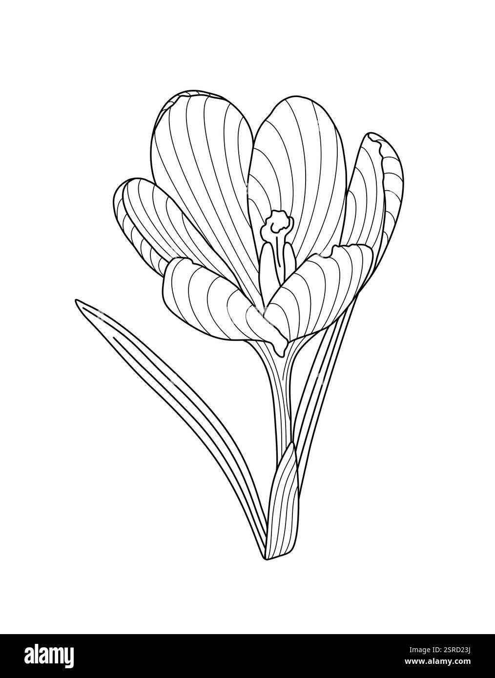 Crocus first spring flower tender wild plant with stem and leaves, hand ...