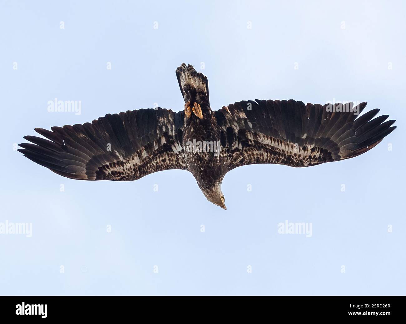 A Juvenile Bald Eagle observed from the underside soaring overhead with ...