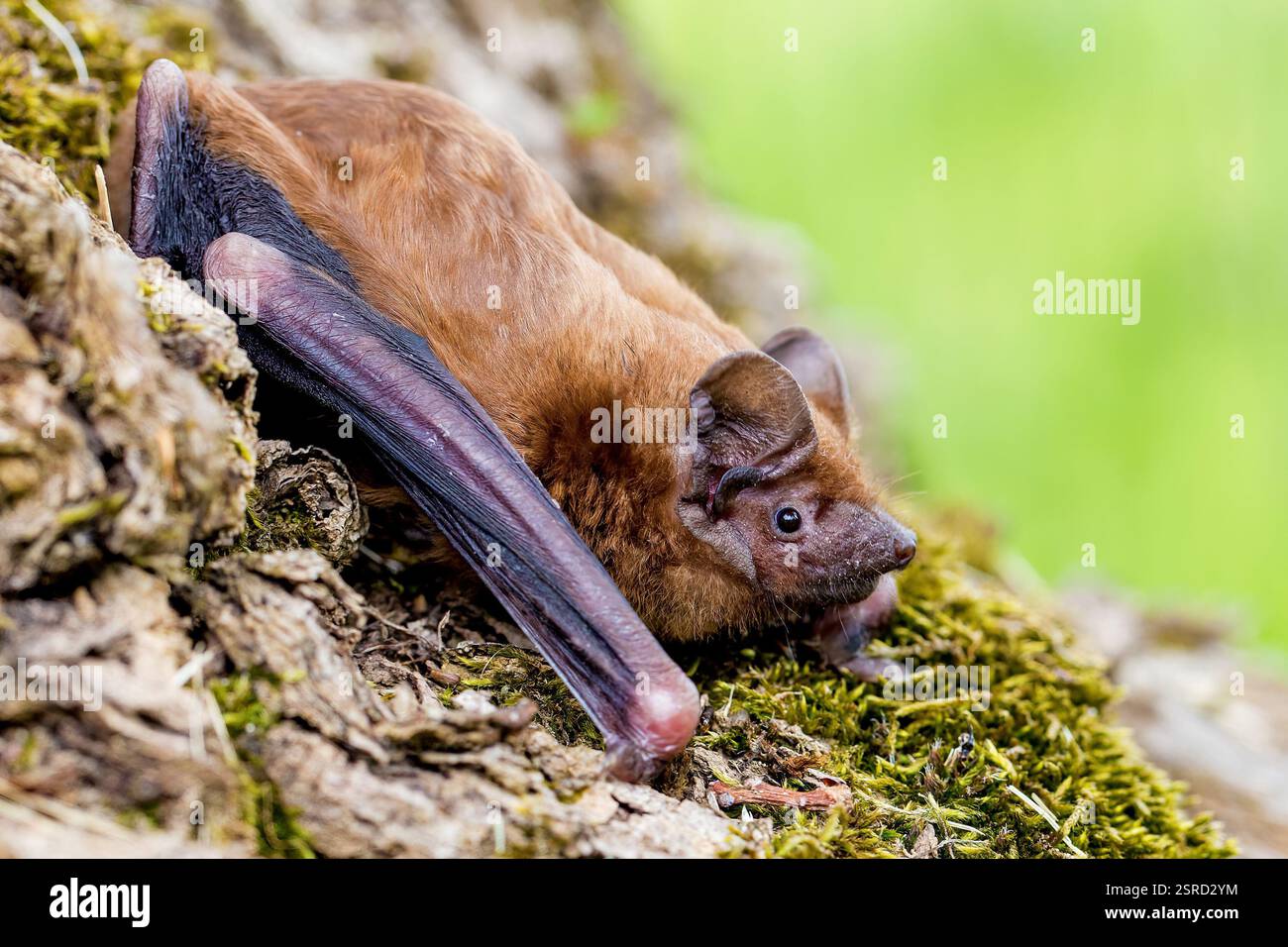The common noctule (Nyctalus noctula Stock Photo - Alamy