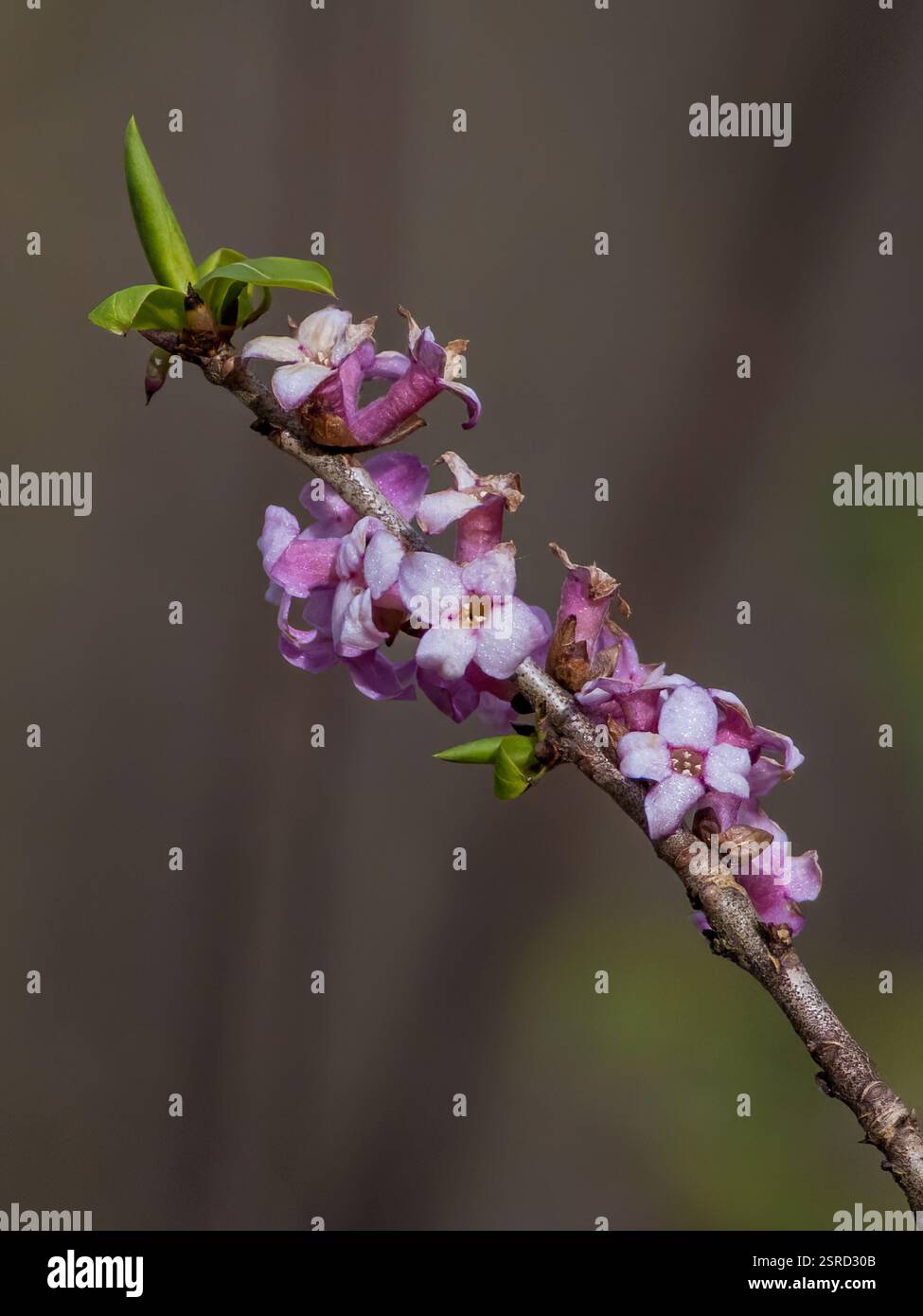 February daphne, mezeron (Daphne mezereum Stock Photo - Alamy