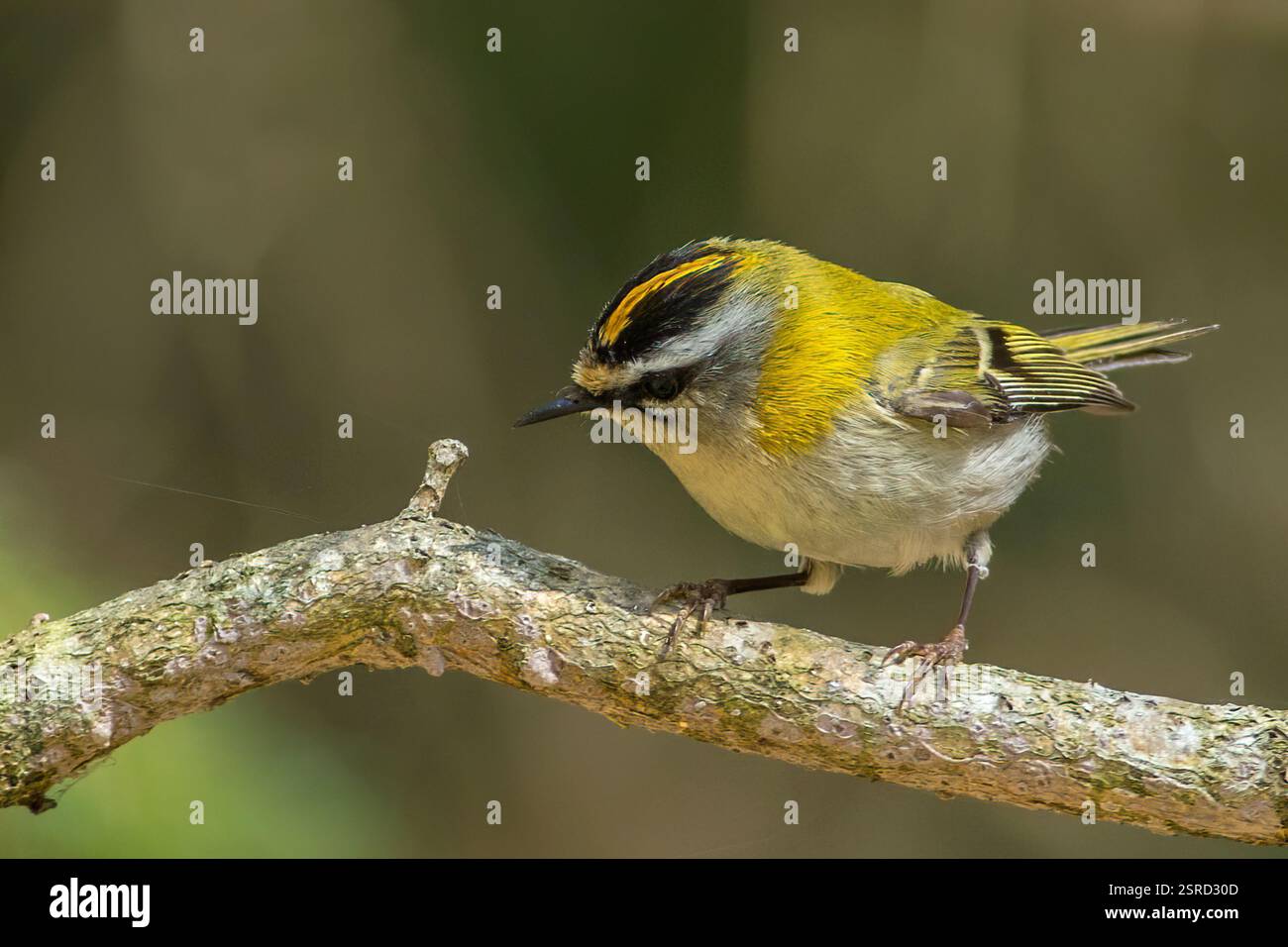 The common firecrest (Regulus ignicapilla Stock Photo - Alamy