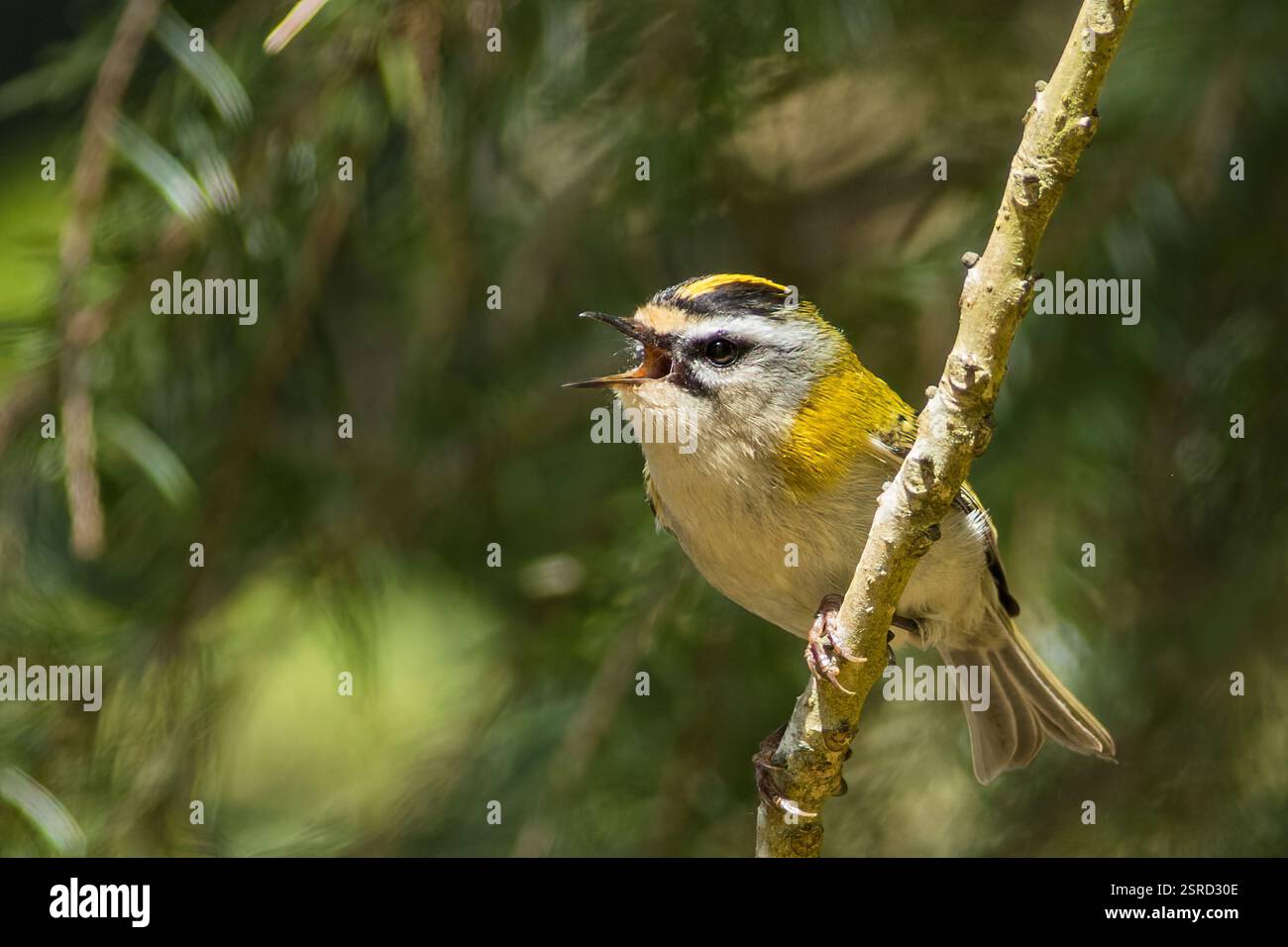 The common firecrest (Regulus ignicapilla Stock Photo - Alamy