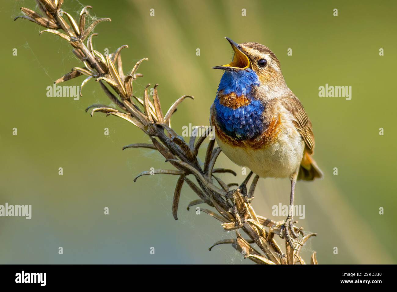 The bluethroat (Luscinia svecica Stock Photo - Alamy
