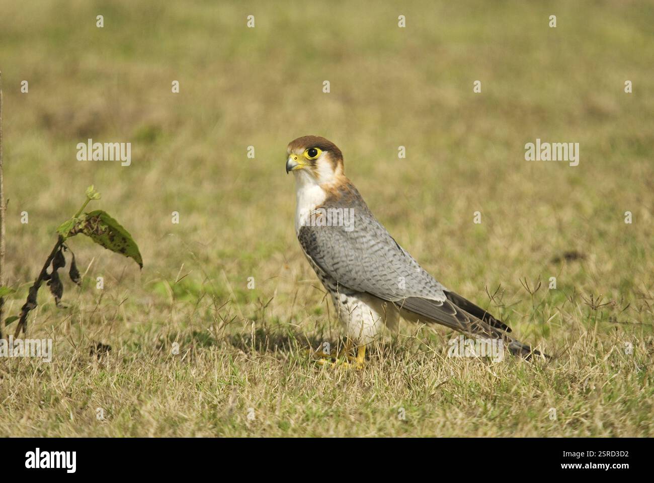 Birds, Red Headed Falcon falco chicquera at Hesarghatta, Bangalore ...