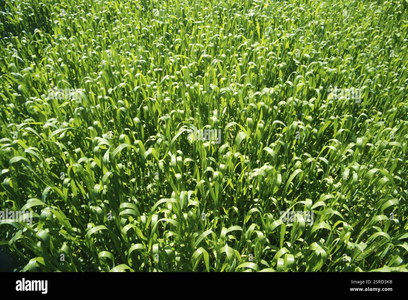 Wheat crops in field, Uttaranchal, India, Asia Stock Photo - Alamy