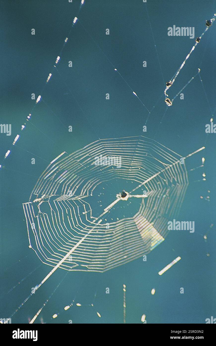 Spider web, India, Asia Stock Photo - Alamy