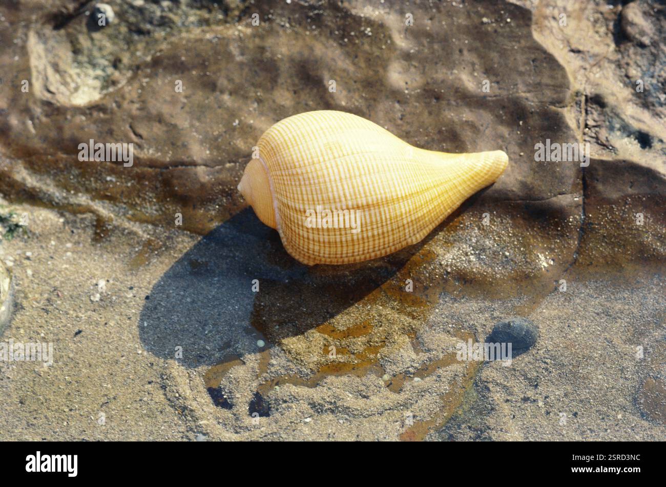 Ficus trees hi-res stock photography and images - Alamy