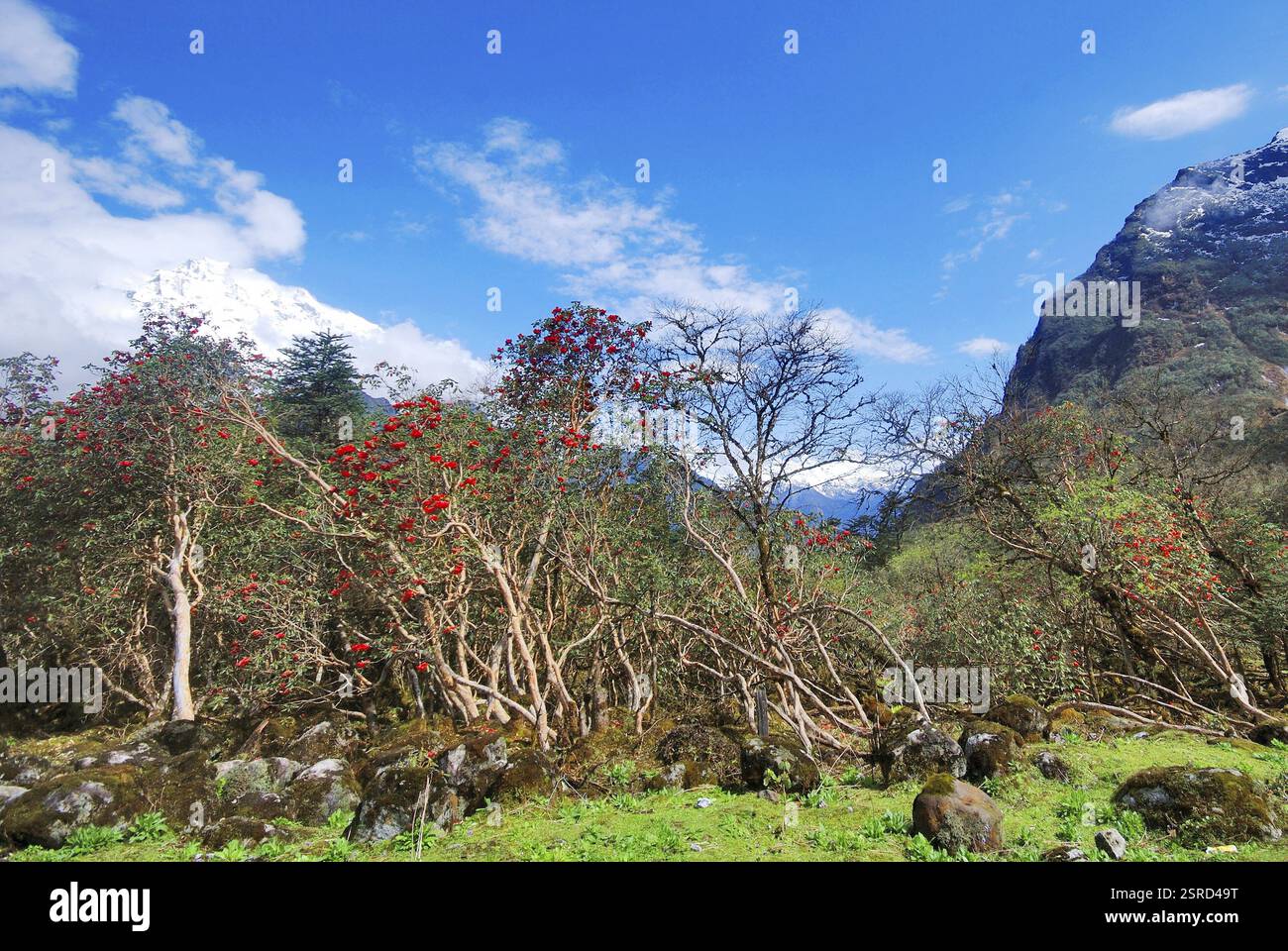 Flower lali gurans rhododendron arboreum & snow peak of Katao range ...