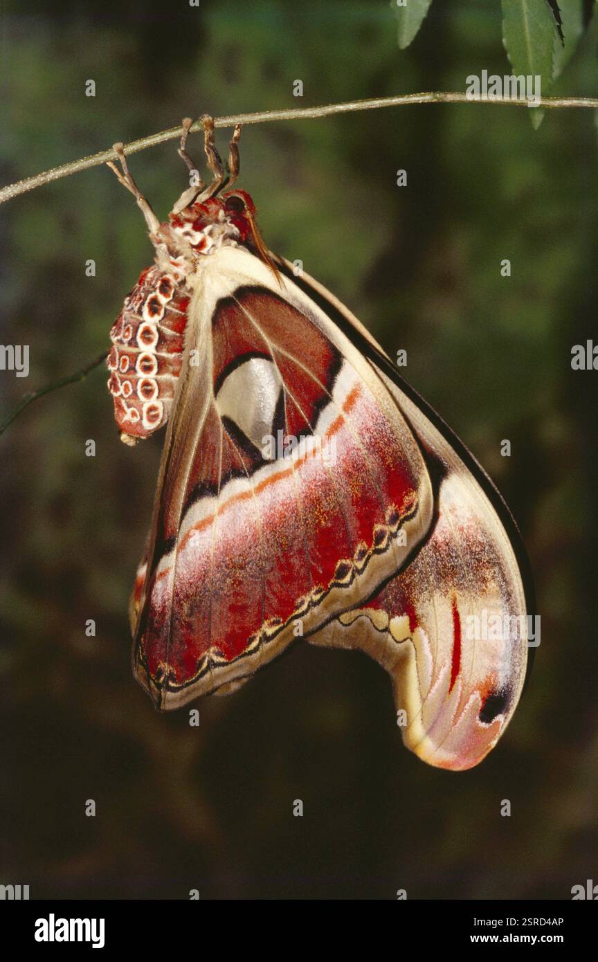 Insects, emergence sequence atlas moth attacus atlas world's largest ...