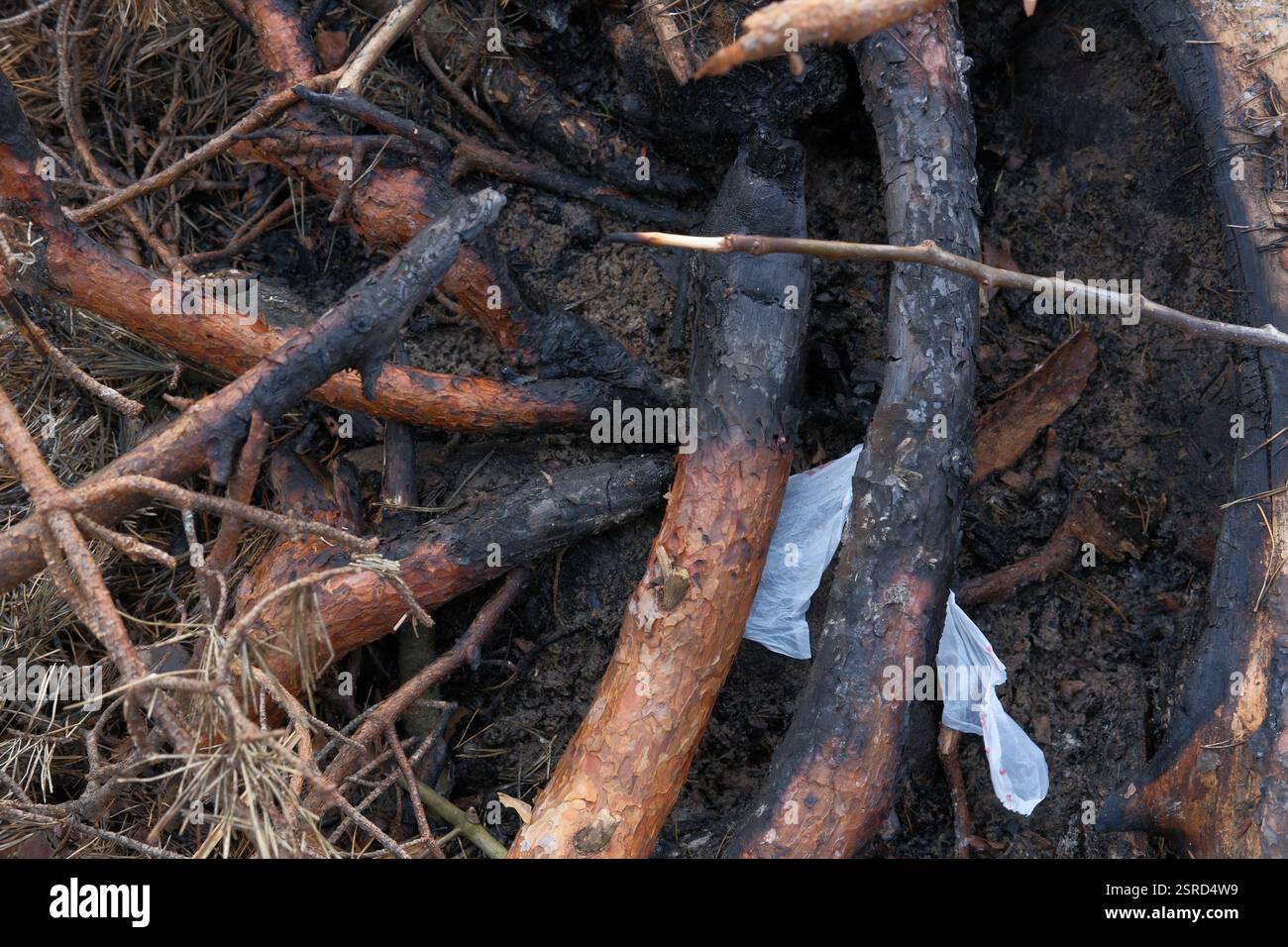 Burnt tree branches with littered plastic in a fire pit. Remains of a ...