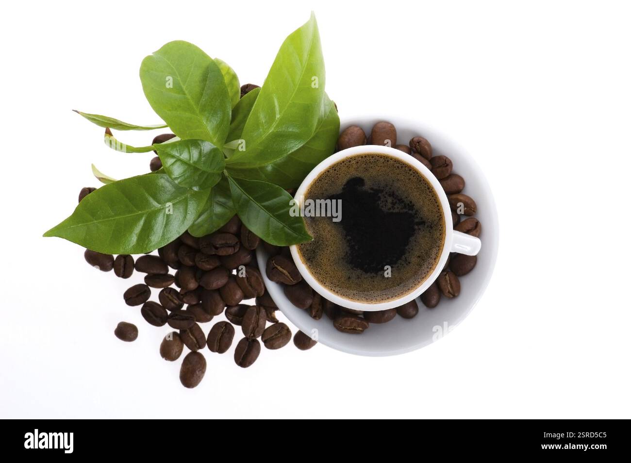 Close up branch fresh Cut Out Stock Images & Pictures - Alamy