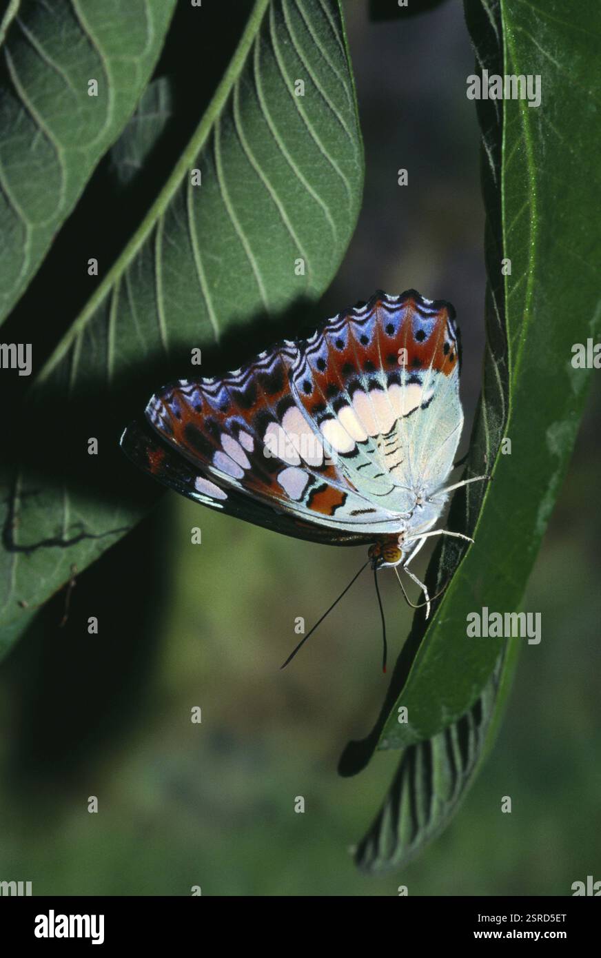 Insects, Indian butterfly commander Moduza Procris on green leaf Stock ...