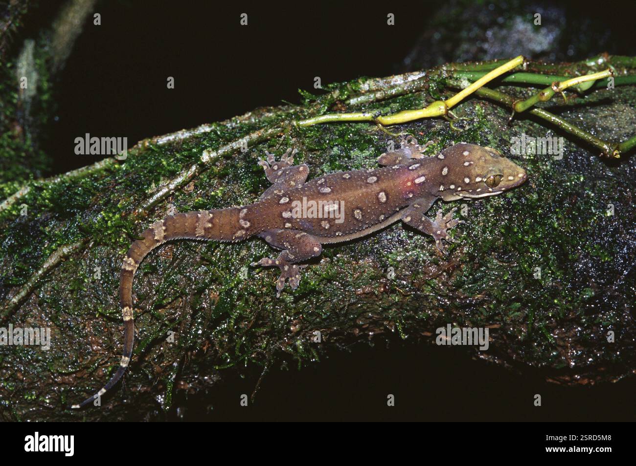 Reptiles, lizard Indian prashadi gecko hemi dactylus prashadi Stock ...