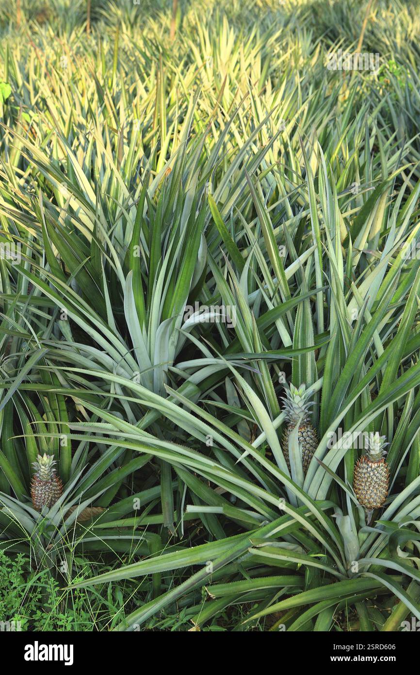 Fruits, pineapple ananas comosus plantation, Thekkady in Idukki, Kerala ...