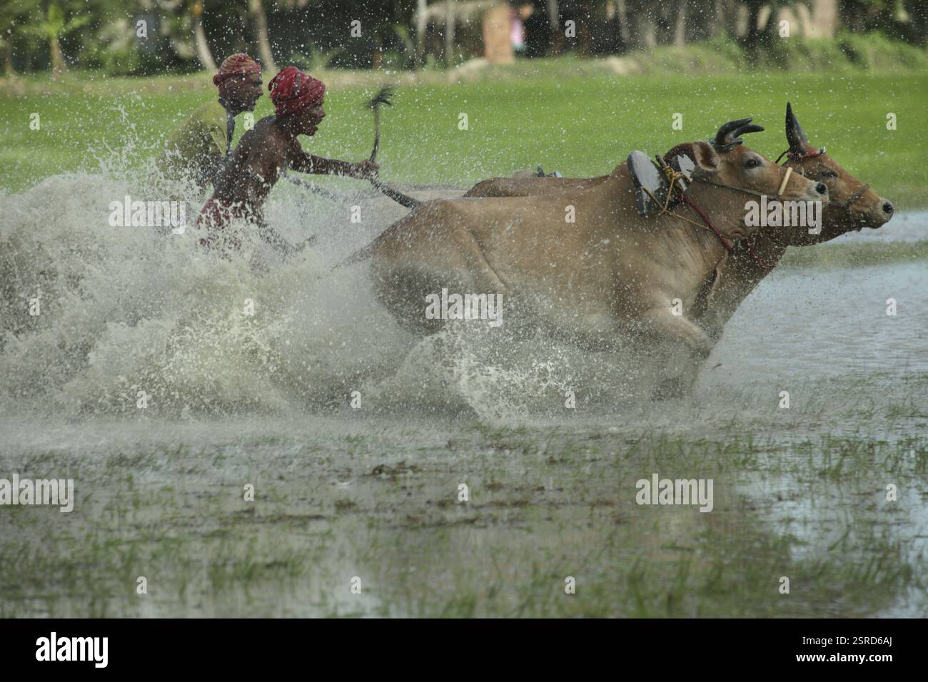 Bull race, west bengal, india, asia Stock Photo - Alamy